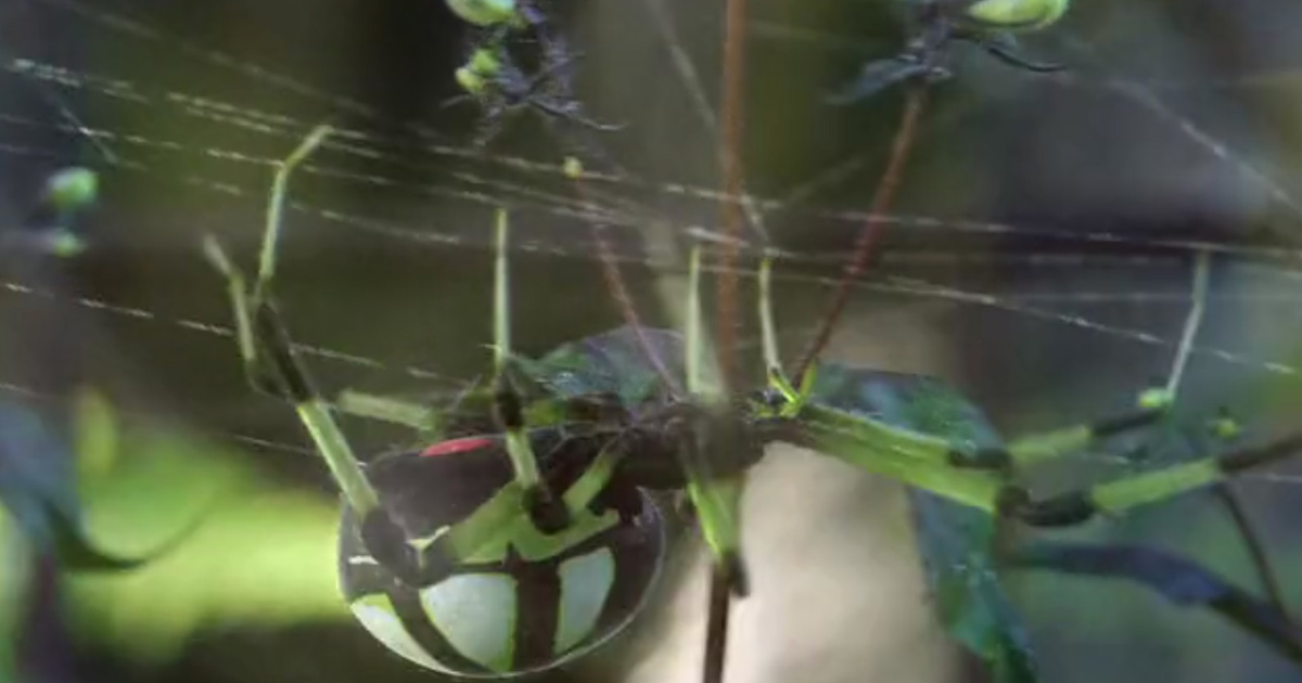 Nike - Spider - NotToScale.tv